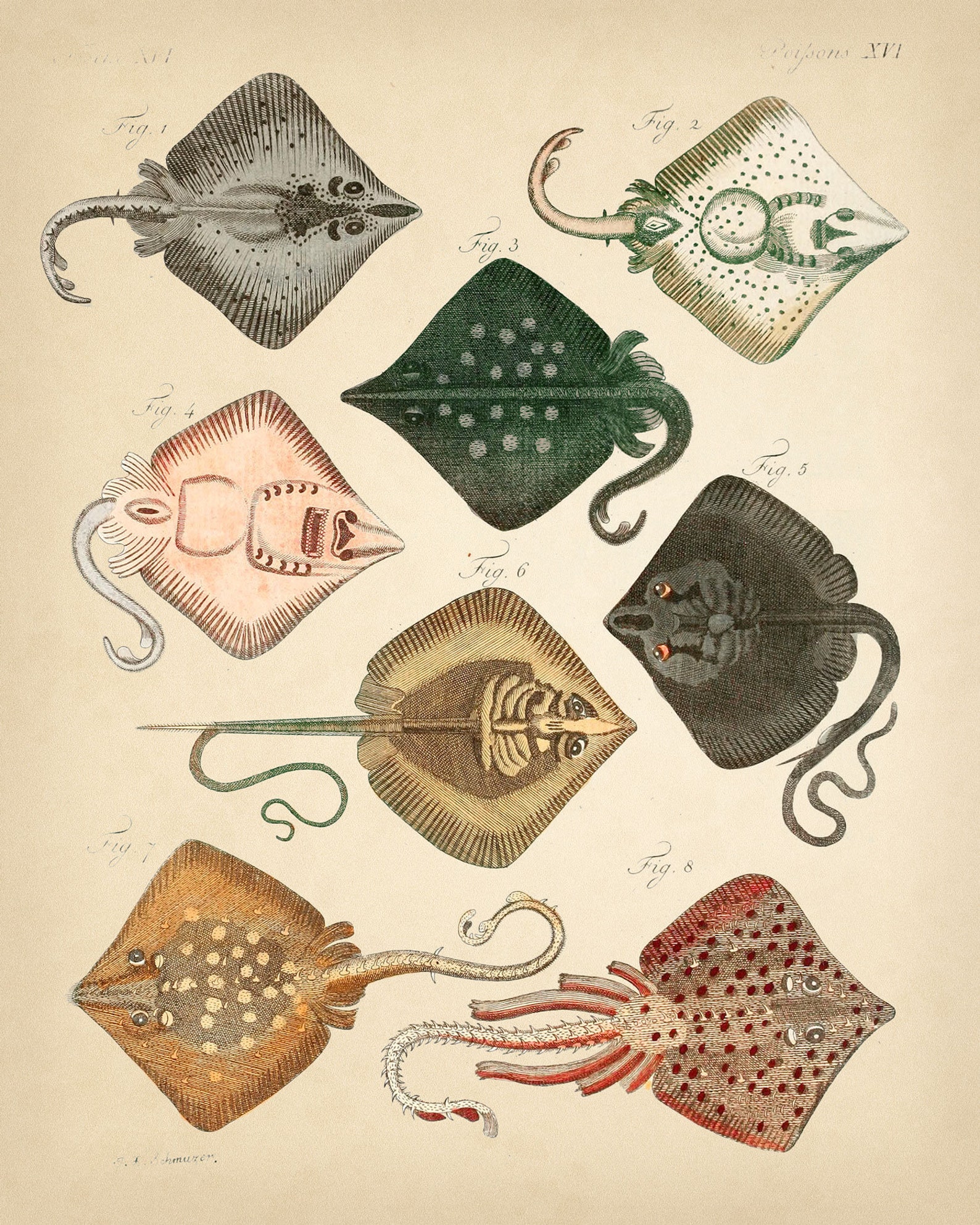 Antique Skates and Rays Print 4 Sizes 8X10 9X12 & 12X16 | Etsy