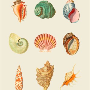 Vintage Shell Print • Antique Beach Shells Chart • 4 Sizes! • Vintage ...