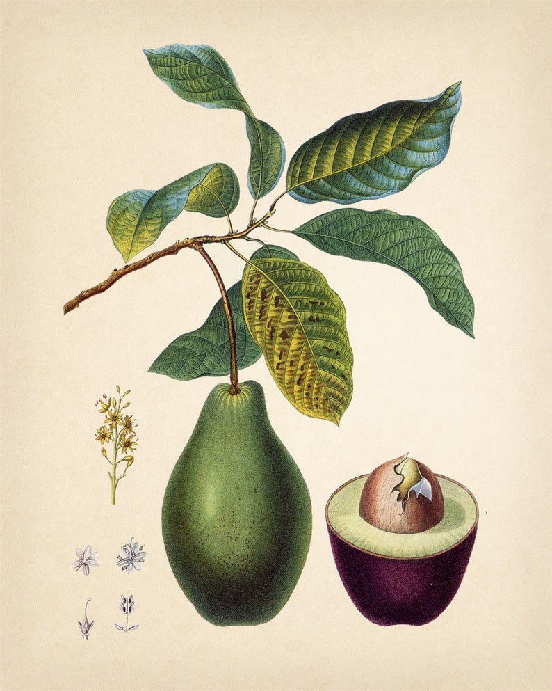Avocado Print • Vintage Avocado Botanical Art • 8X10 Print • Antique ...