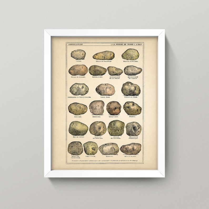 Potato Print or Poster • Antique Potatoes “le Pomme De Terre” Art • 4 ...
