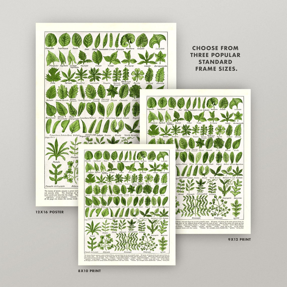 Leaf Shapes Chart Poster Morphology Diagram 5 Sizes - Etsy