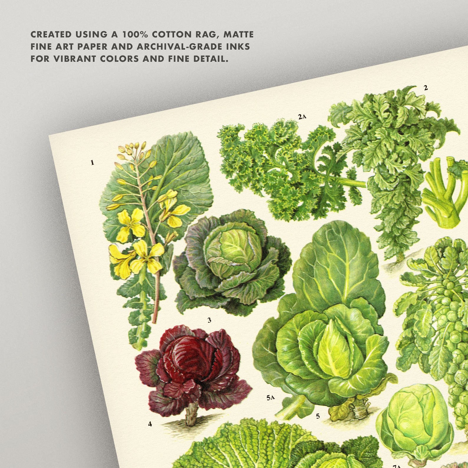 Antique Lettuce Print Vintage Kitchen Wall Art 4 Sizes - Etsy