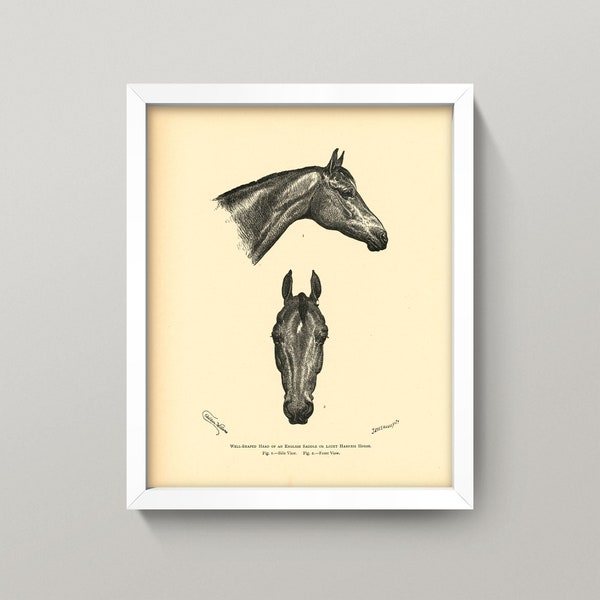 Educational Horse Poster - Etsy