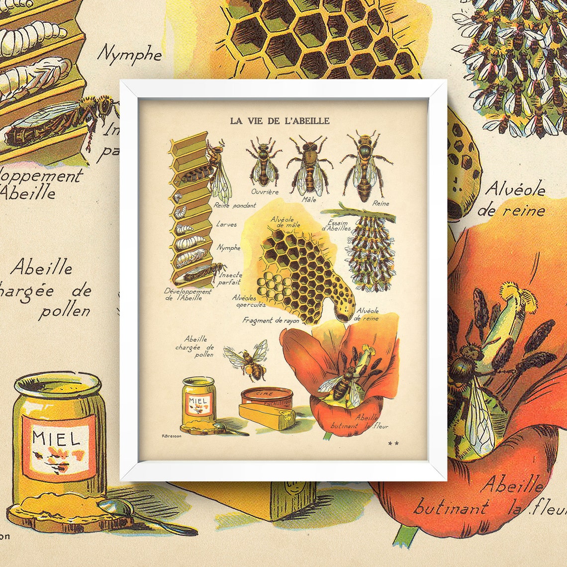Antique Bee Print Vintage French Honey Bee Wall Art - Etsy