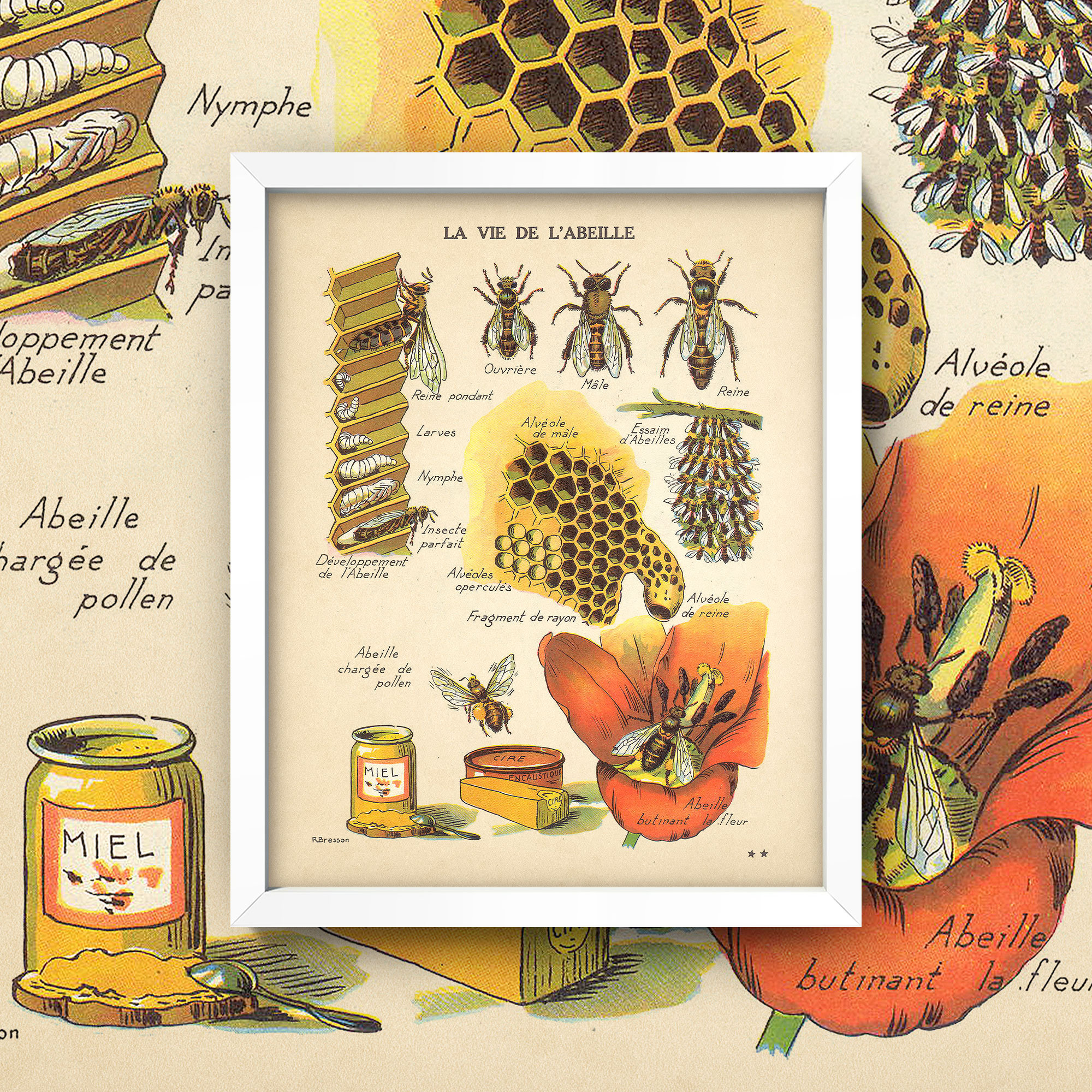 Vintage Honey Bee Print