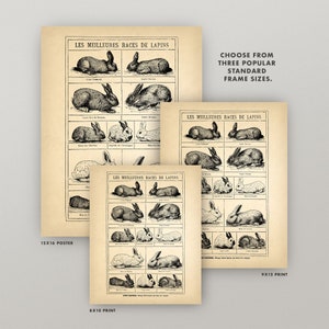 French Rabbits Print "lapins" • 4 Sizes! • Print or Poster 8X10, 9X12 ...