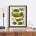Vintage Moss Print • Antique Moss Botanical Print • 3 Sizes • Antique ...