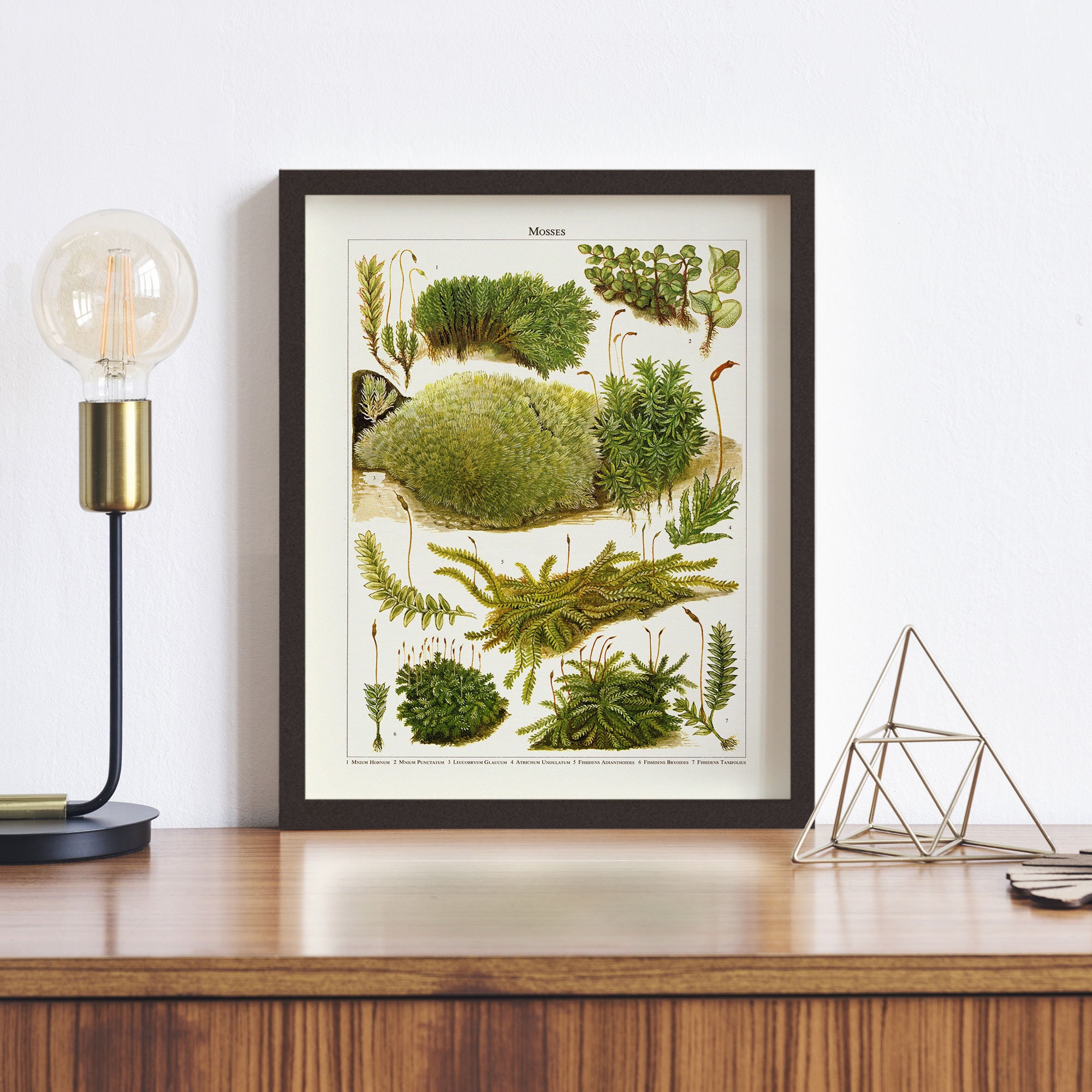 Vintage Moss Print • Antique Moss Botanical Print • 3 Sizes • Antique ...