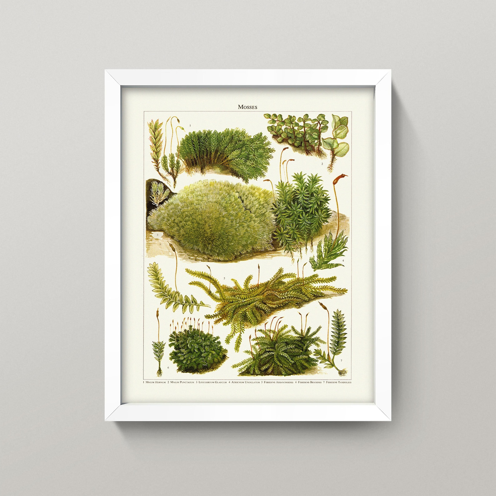 Vintage Moss Print Antique Moss Botanical Print 3 Sizes - Etsy UK