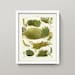 Vintage Moss Print Antique Moss Botanical Print 3 Sizes - Etsy
