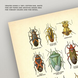 Beetles Diptych • Vintage Insect Charts • Individually or Buy as a Set ...