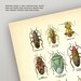 Beetles Diptych • Vintage Insect Charts • Individually or Buy as a Set ...