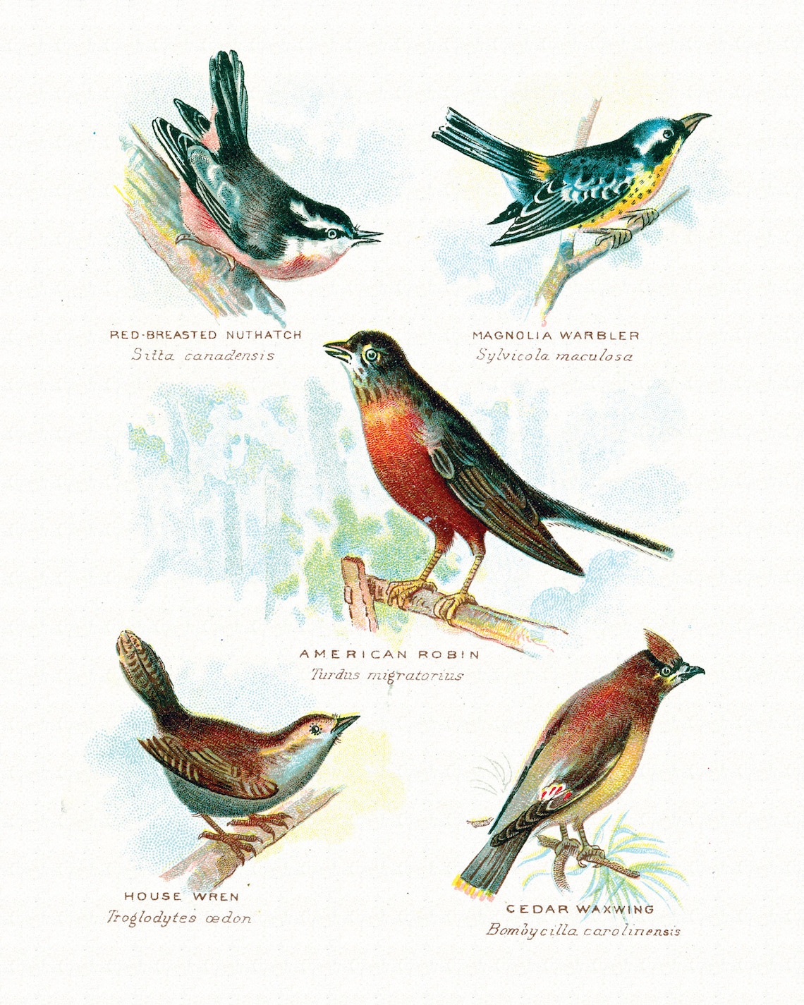 Vintage Birds Print Set • Antique Bird Wall Art • Set of 2 8X10 Prints ...