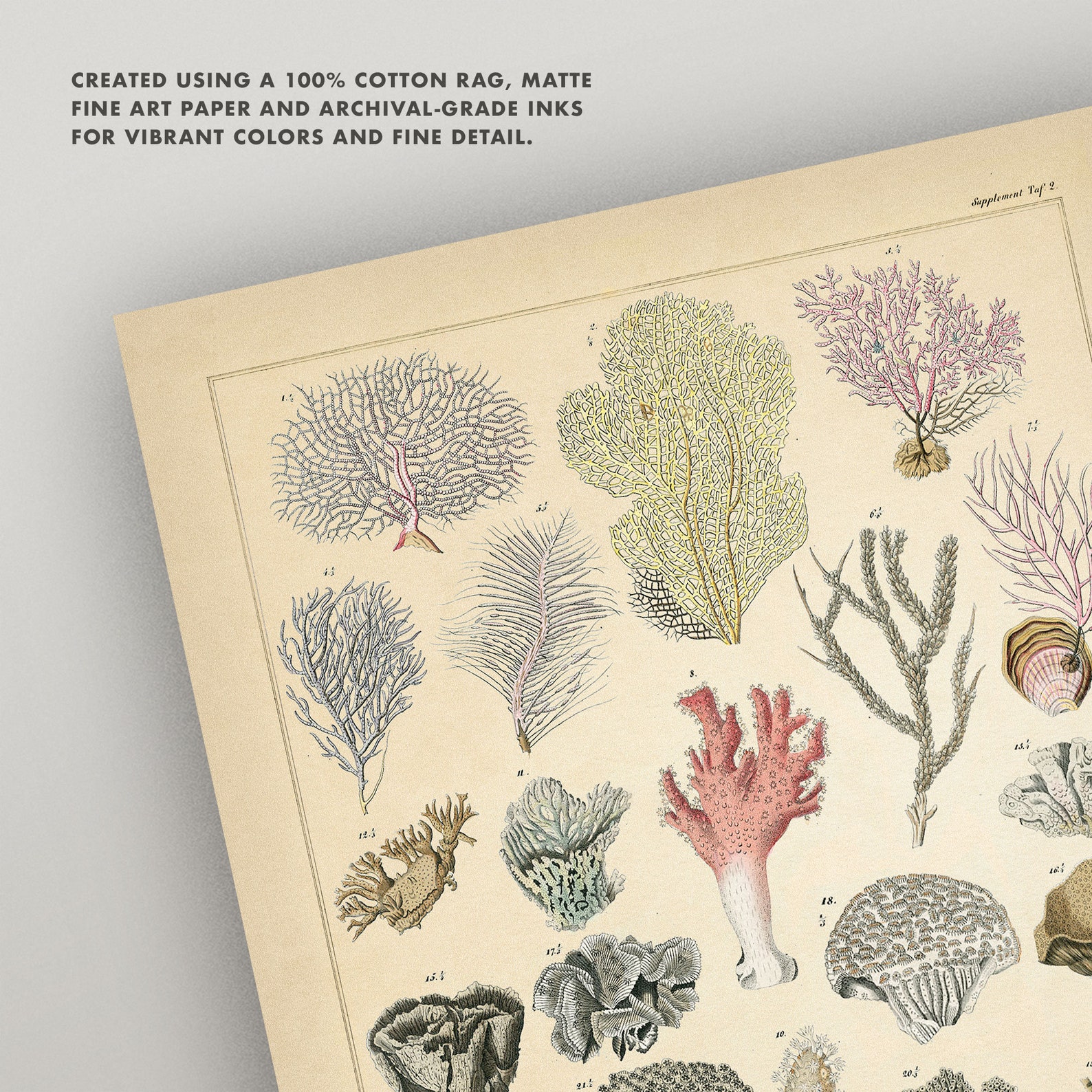 Coral Print • Antique Coral Botanical Wall Art • 4 Sizes! • Aquatic ...