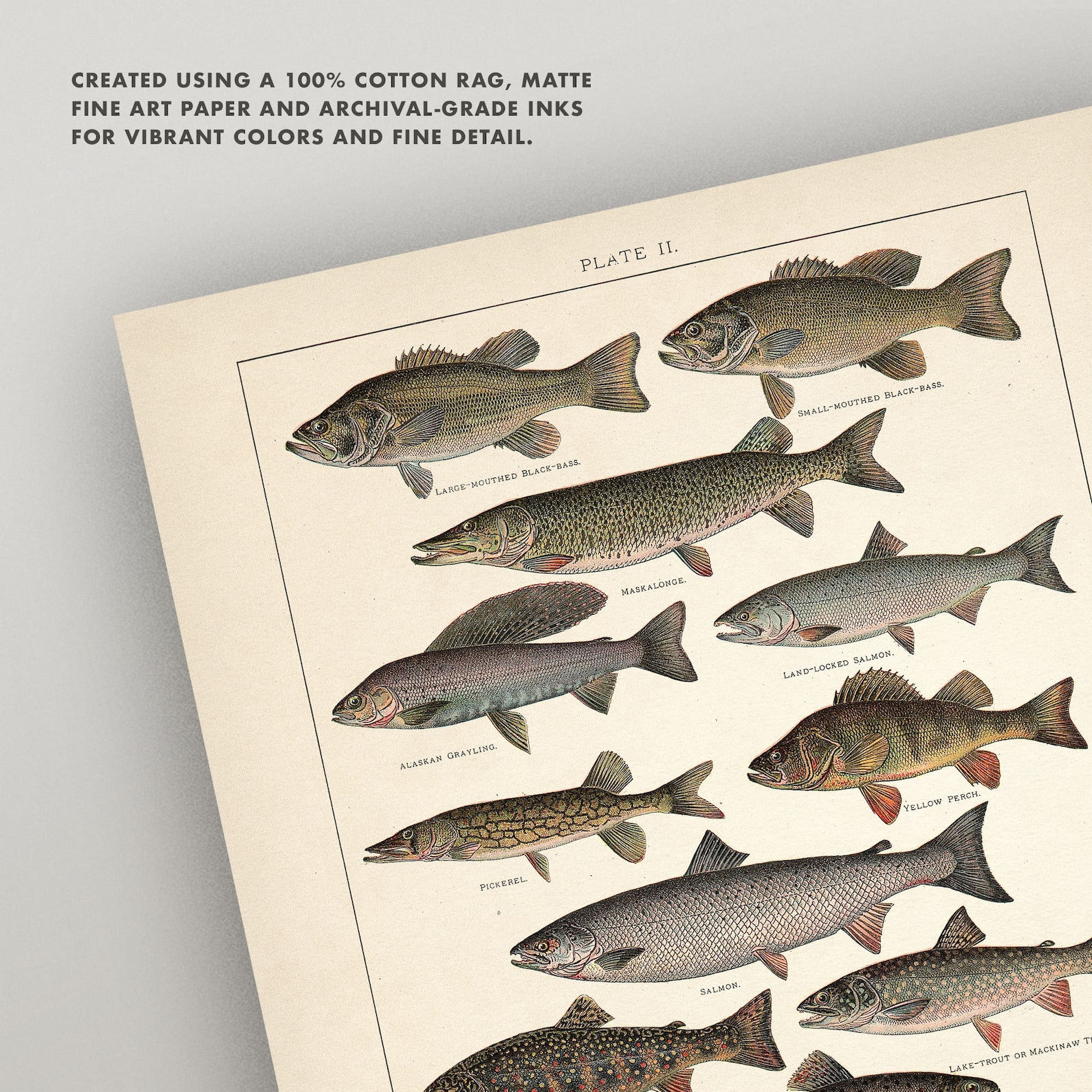 Game Fish Print Antique Freshwater Fish Art 3 Sizes - Etsy