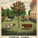 Typical Cows Print or Poster • Vintage Farm Wall Art • 5 Sizes ...