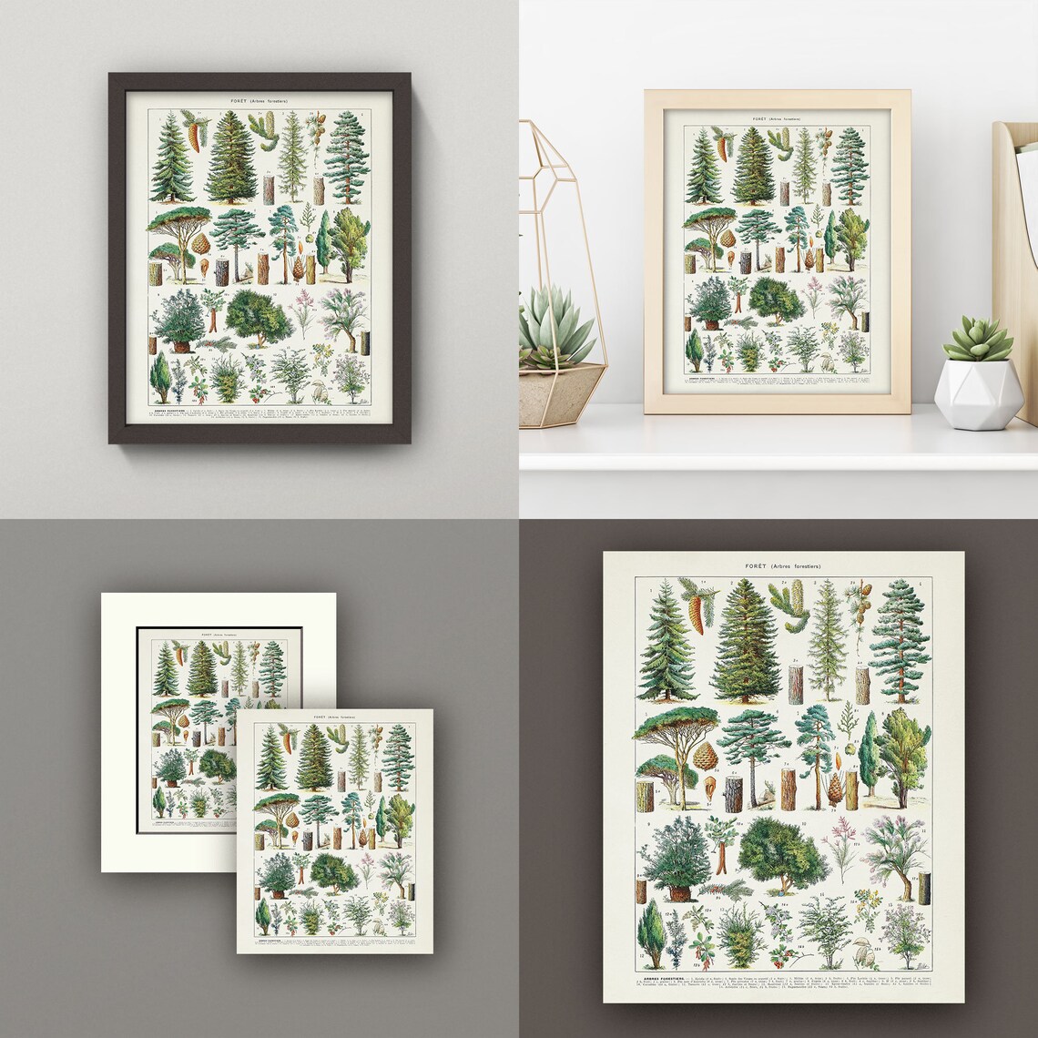 Antique Tree Chart Vintage Tree Print 4 Sizes French | Etsy Canada