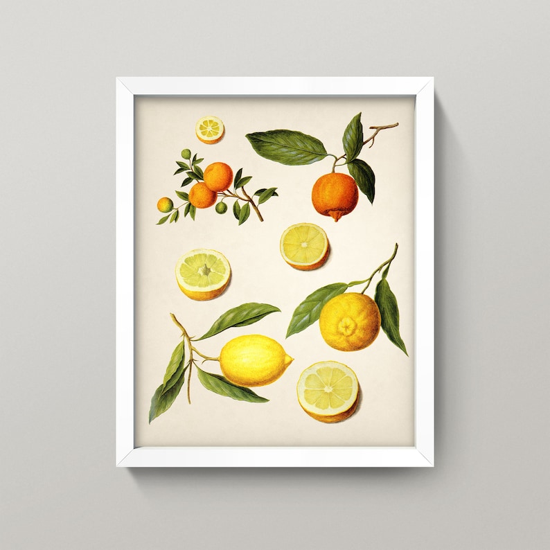 Citrus Fruit Print Vintage Fruit Botanical Art 8X10 Print | Etsy