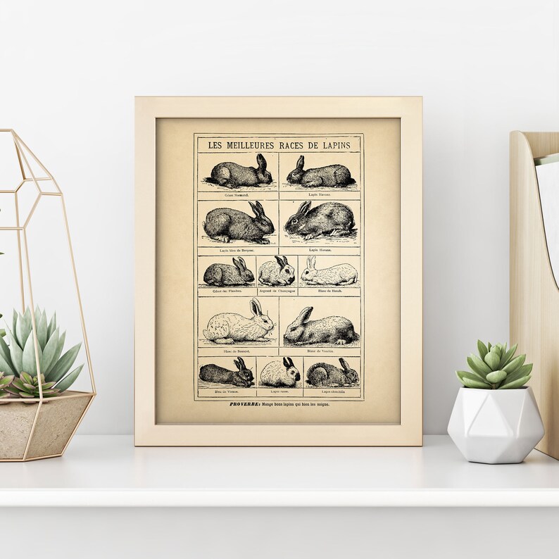 French Rabbits Print lapins 4 Sizes Print or | Etsy