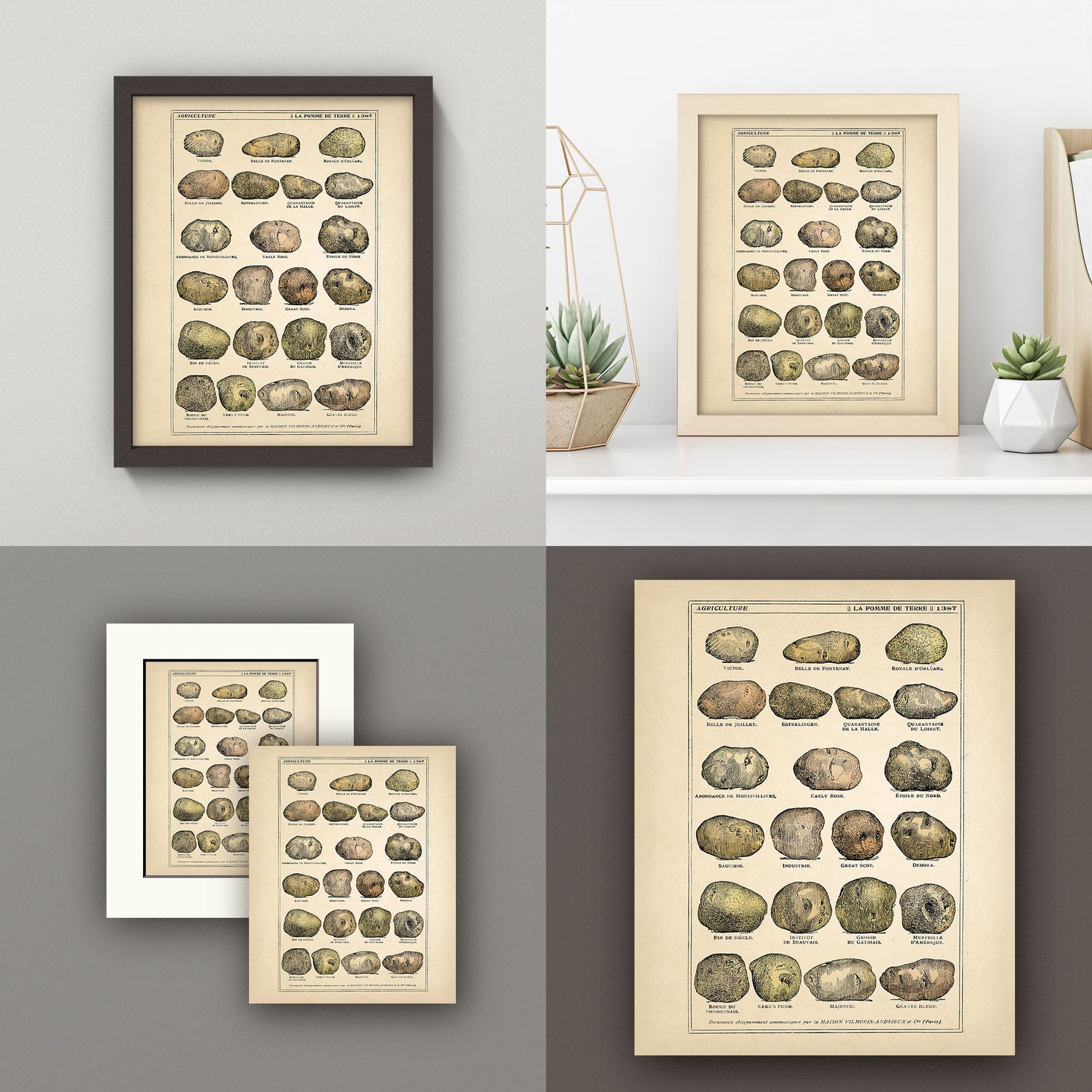 Potato Print or Poster • Antique Potatoes “le Pomme De Terre” Art • 4 ...