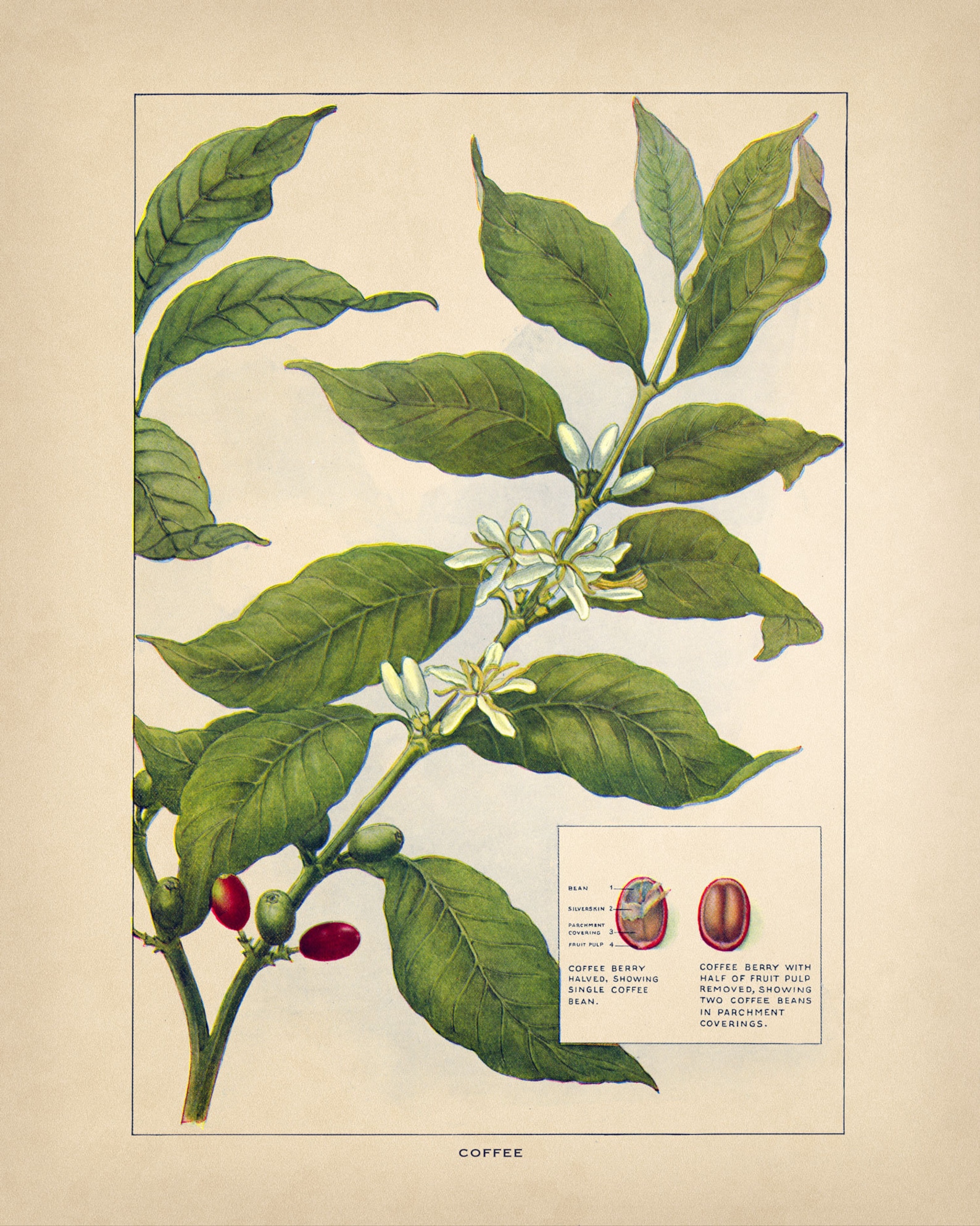 Coffee Botanical Print • Antique Coffee Diagram • 2 Sizes! • Vintage ...