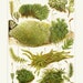 Vintage Moss Print • Antique Moss Botanical Print • 3 Sizes • Antique ...