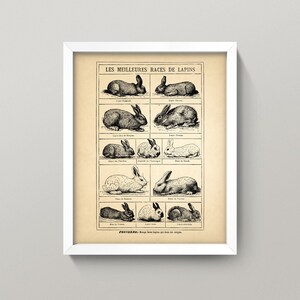 French Rabbits Print "lapins" • 4 Sizes! • Print or Poster 8X10, 9X12 ...