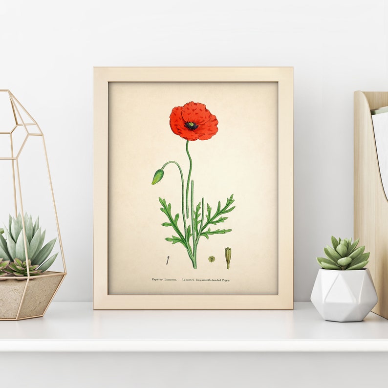 Poppy Print Vintage Poppy Flower Botanical Art 4 Sizes | Etsy