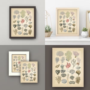 Coral Print • Antique Coral Botanical Wall Art • 4 Sizes! • Aquatic ...