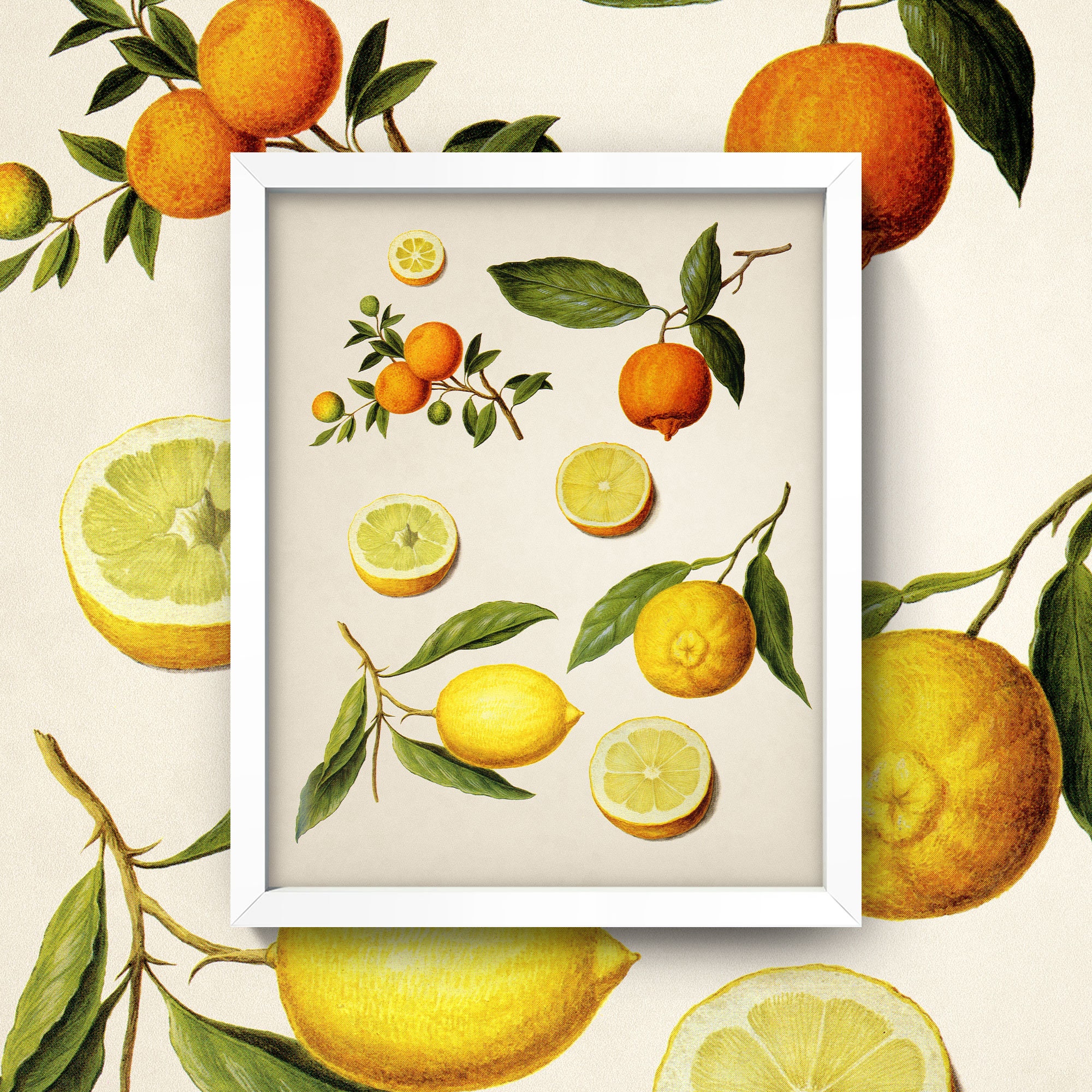 Citrus Fruit Print Vintage Fruit Botanical Art 8X10 Print | Etsy