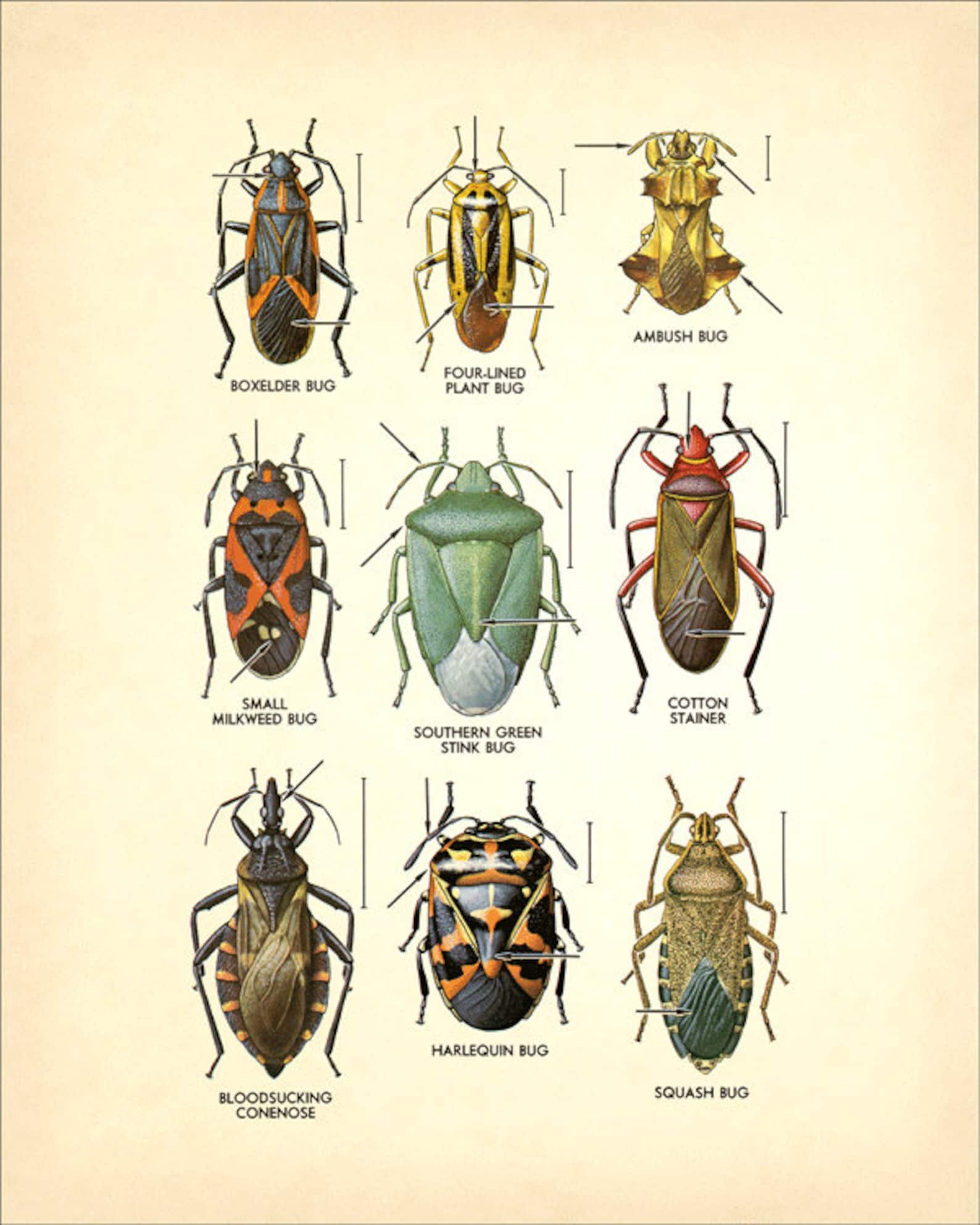 Beetles Print Wall Art Set 2 8x10 Prints High Quality - Etsy