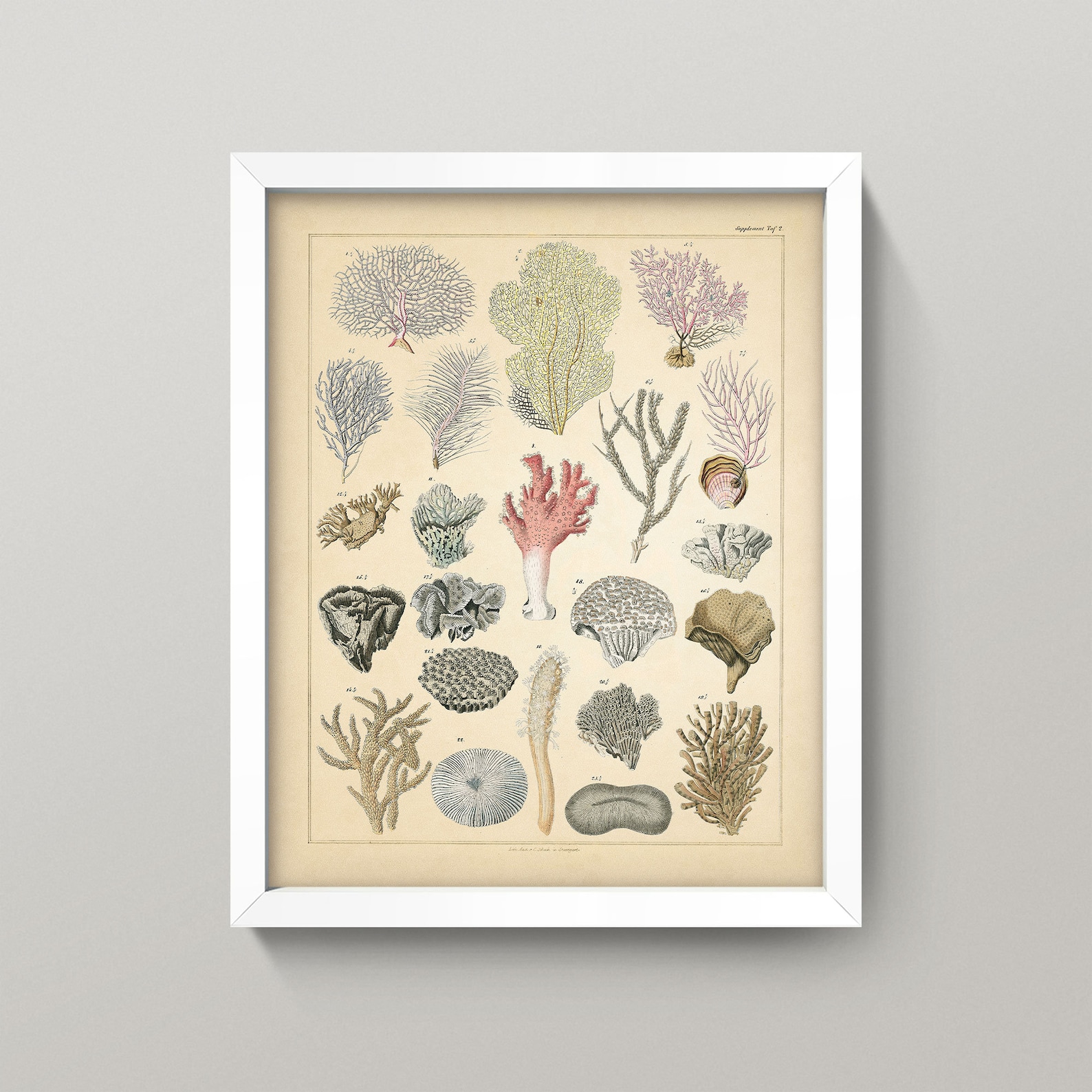 Coral Print Antique Coral Botanical Wall Art 4 Sizes | Etsy