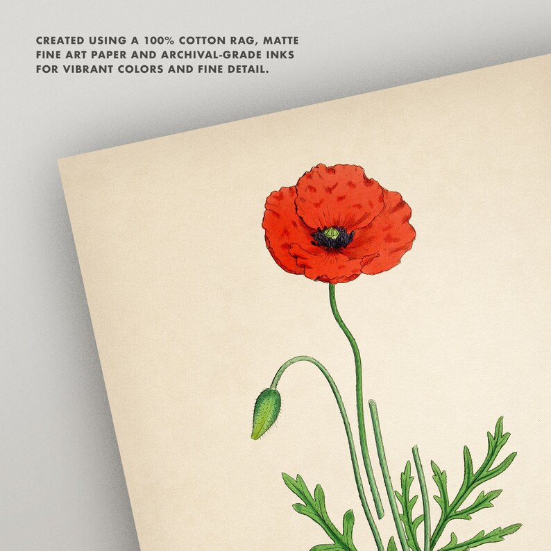 Poppy Print Vintage Poppy Flower Botanical Art 4 Sizes | Etsy