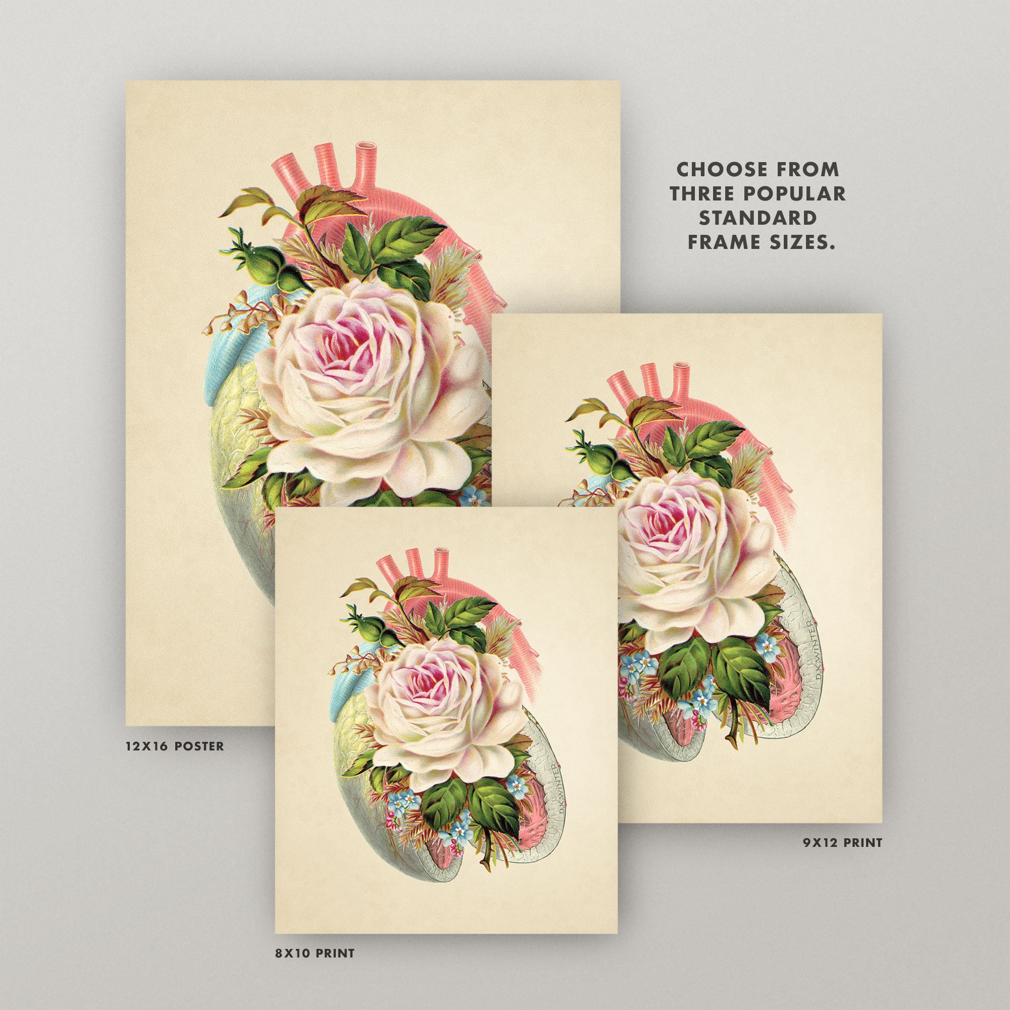 Rib Cage & Vintage Rib Cage and Flowers Collage • 4 Sizes! • Antique ...
