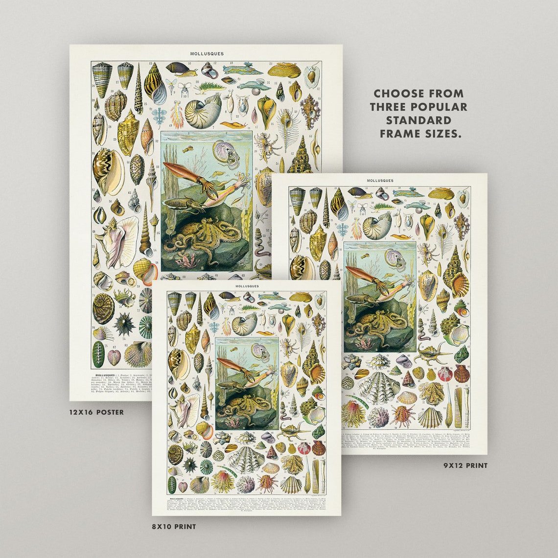 Antique Aquatic Life Print • Vintage Ocean Life Chart • 5 Sizes ...