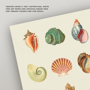 Vintage Shell Print • Antique Beach Shells Chart • 4 Sizes! • Vintage ...