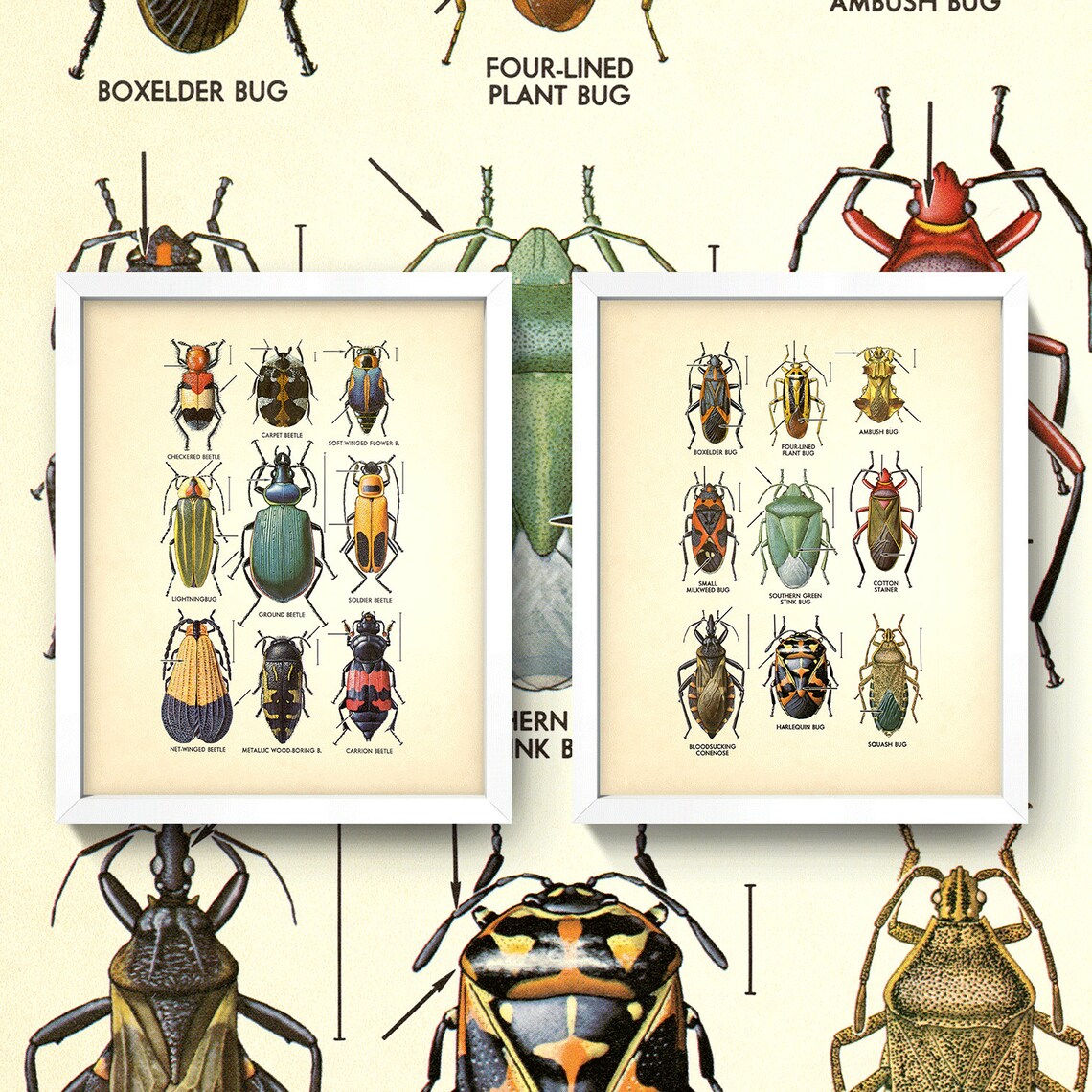 Beetles Print Wall Art Set 2 8x10 Prints High Quality - Etsy