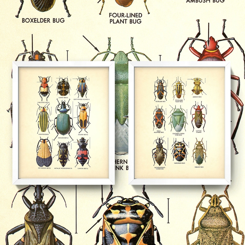 Beetles Print Wall Art Set 2 8x10 Prints High Quality - Etsy