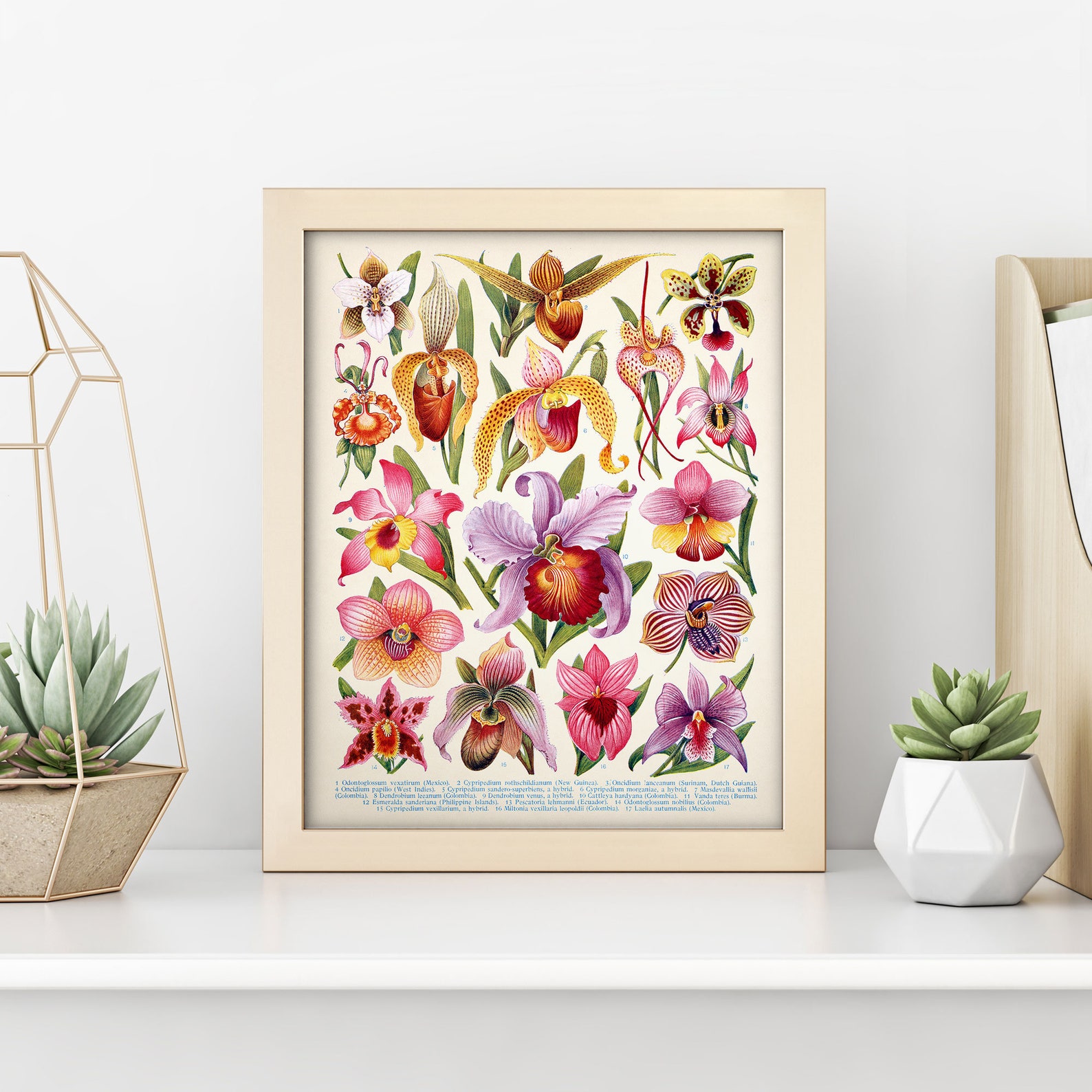 Orchid Chart Print 4 Sizes Vintage Orchid Print Antique | Etsy