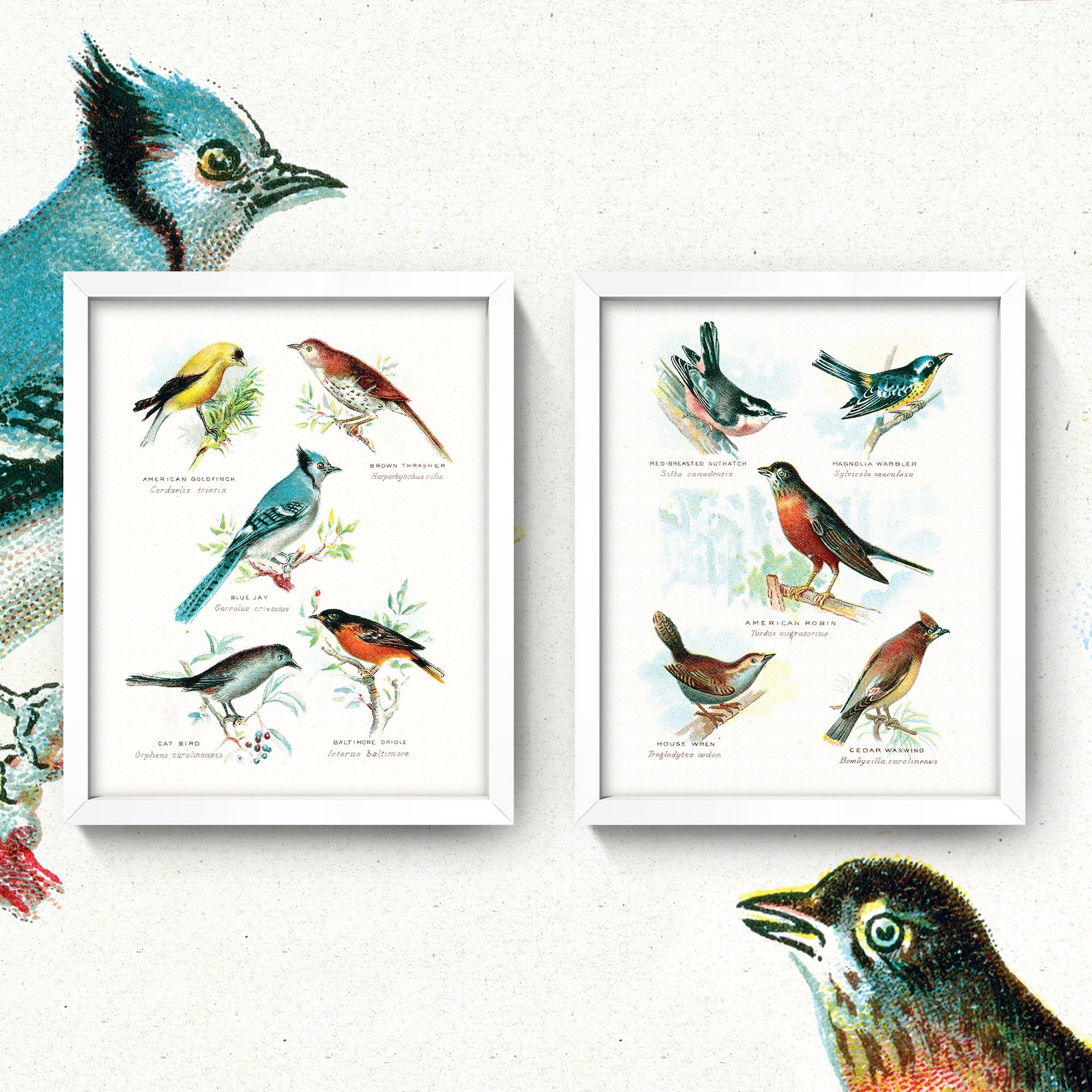 Vintage Birds Print Set Antique Bird Wall Art Set of 2 - Etsy