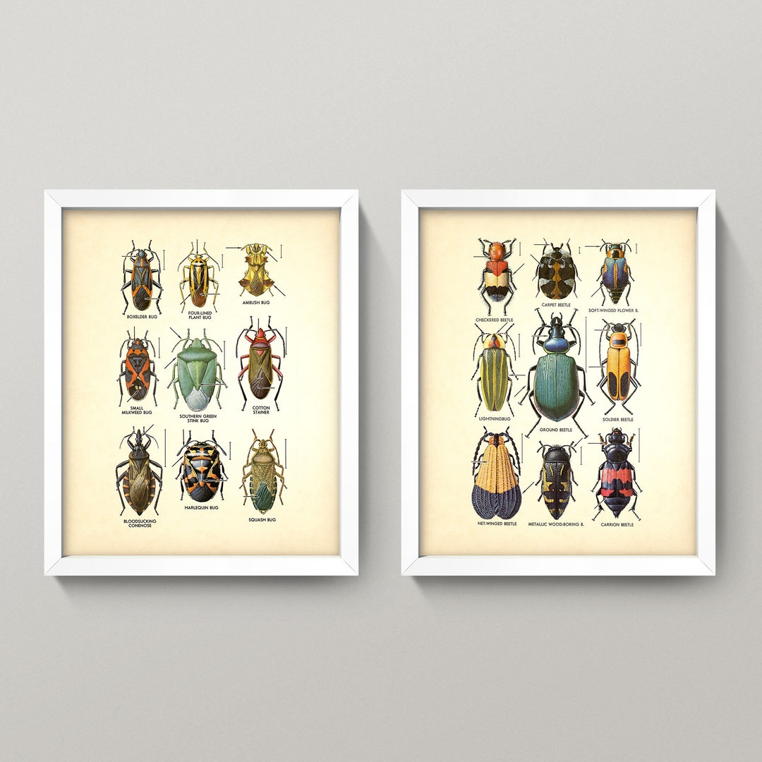 Beetles Diptych • Vintage Insect Charts • Individually or Buy as a Set ...
