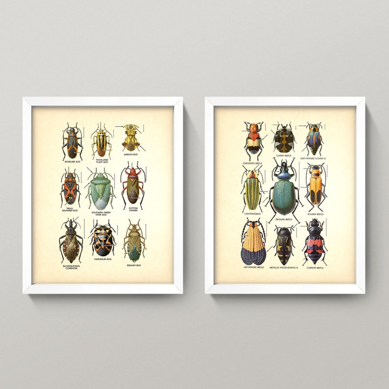 Beetles Diptych Vintage Insect Charts Individually or Buy | Etsy