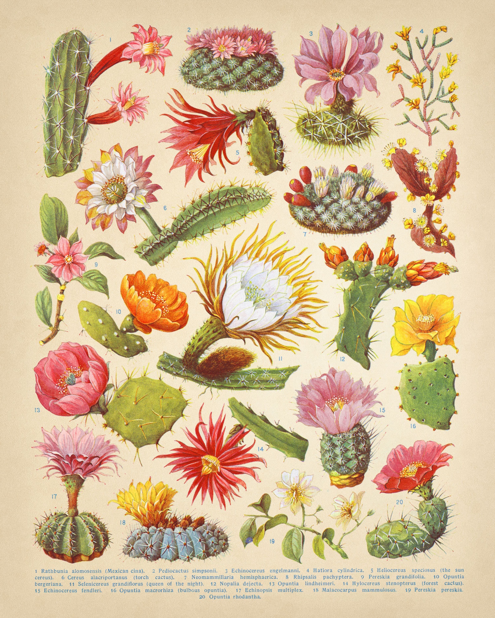 Cactus Blossoms Botanical Print Vintage Cactus Wall Art 5 | Etsy