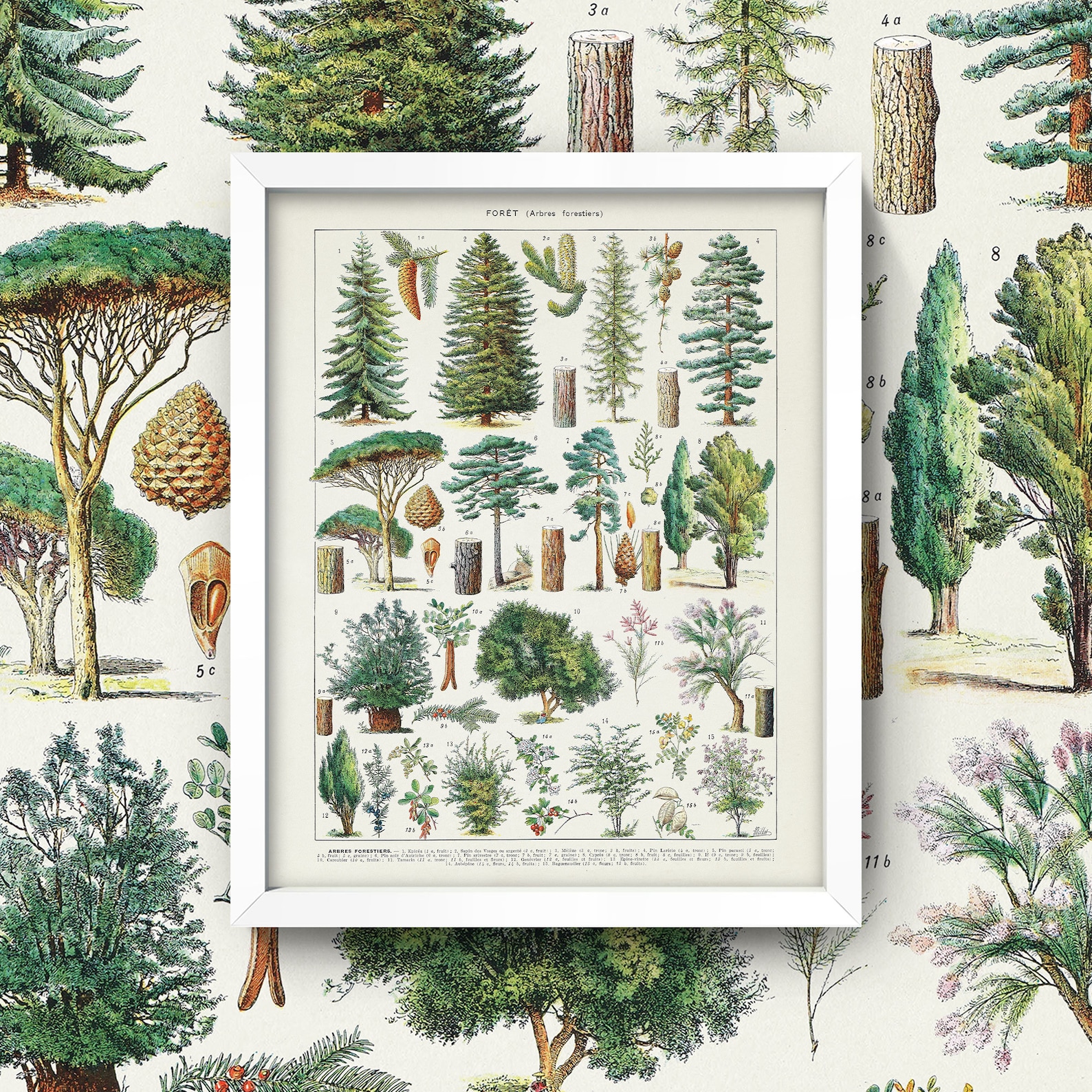 Antique Tree Chart Vintage Tree Print 4 Sizes French - Etsy