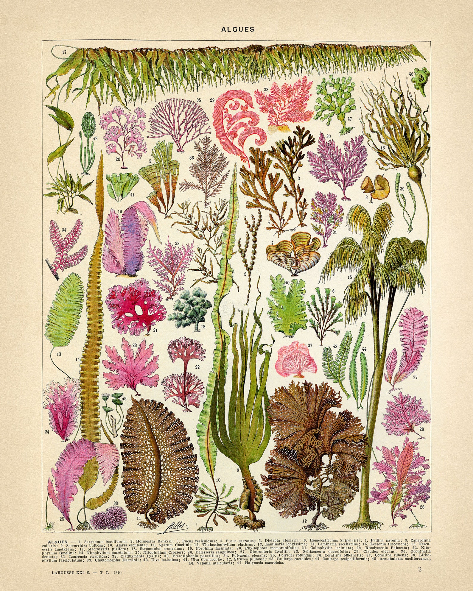 Vintage Seaweed Print • Antique Seaweed Illustration • 5 Sizes! • 1910s ...