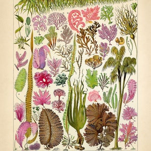 Vintage Seaweed Print • Antique Seaweed Illustration • 5 Sizes! • 1910s ...
