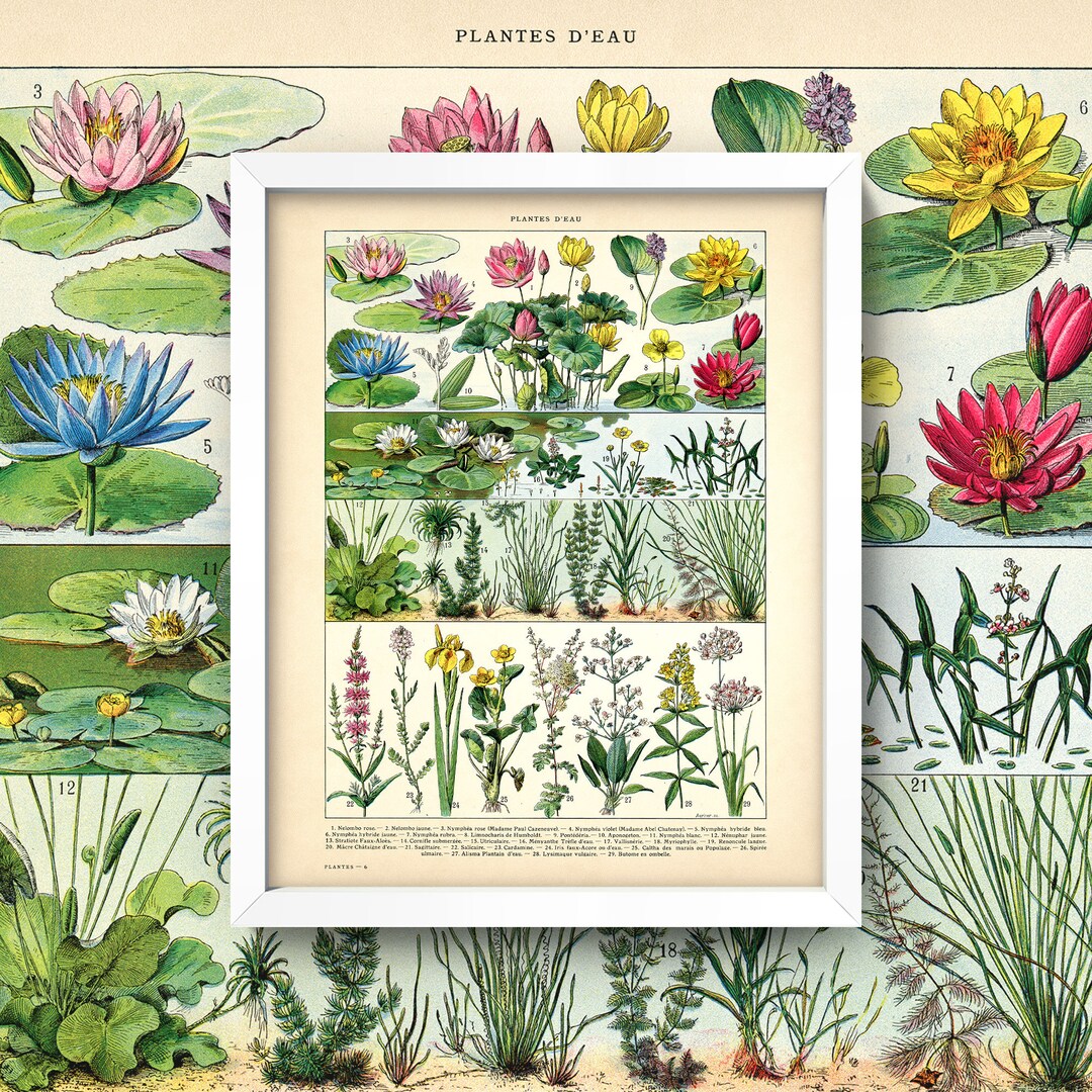 Aquatic Plants Print • 4 Sizes! • Antique French Chart • Plantes D’eau ...