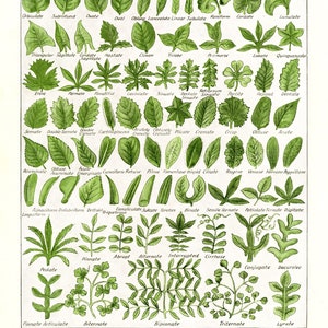 Leaf Shapes Chart Poster • Morphology Diagram • 5 Sizes! • Vintage ...