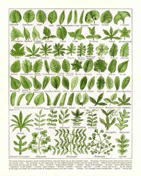 Types Of Leaves Chart