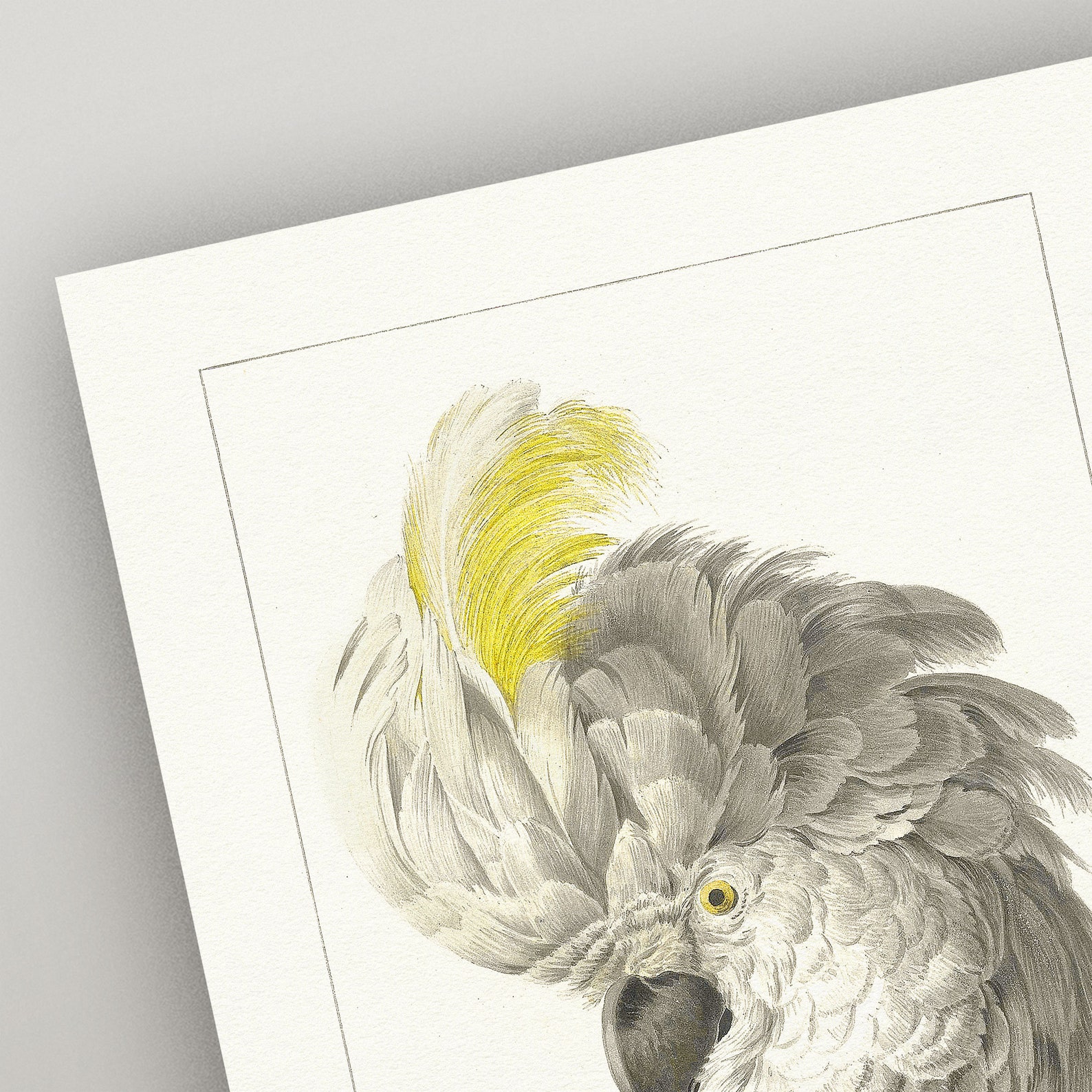 Cockatoo Print Vintage Cockatoo Wall Art 8X10 Print - Etsy